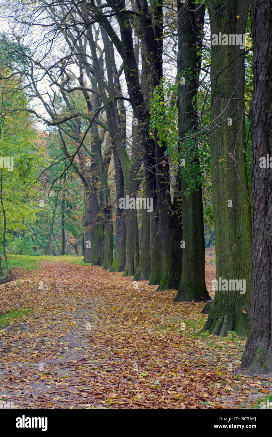 Dry tree foliage and pedestrian path in autumn city park Stock Photo ...