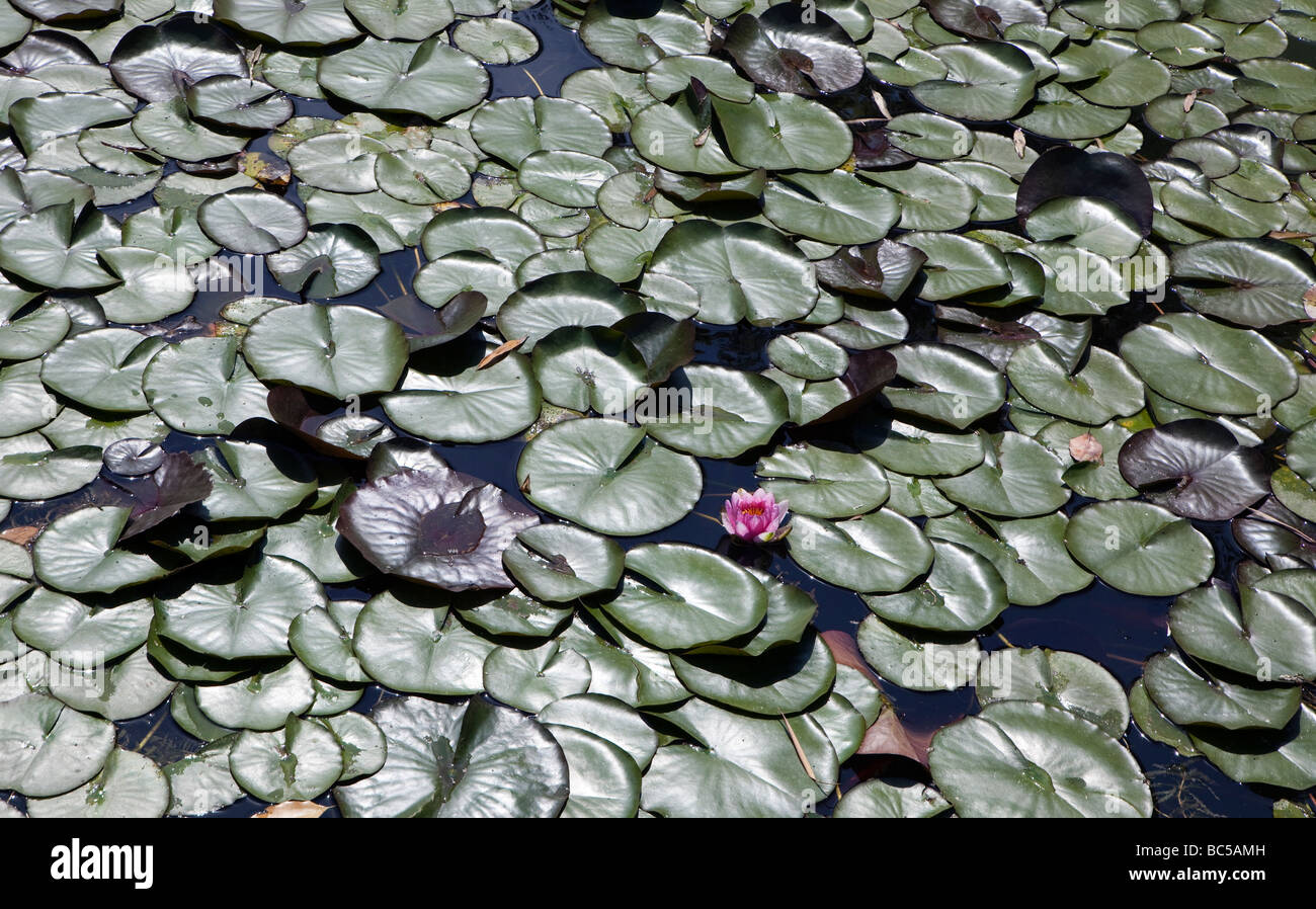 Water lillies are seen in a pond in Hangzhou, China Stock Photo - Alamy