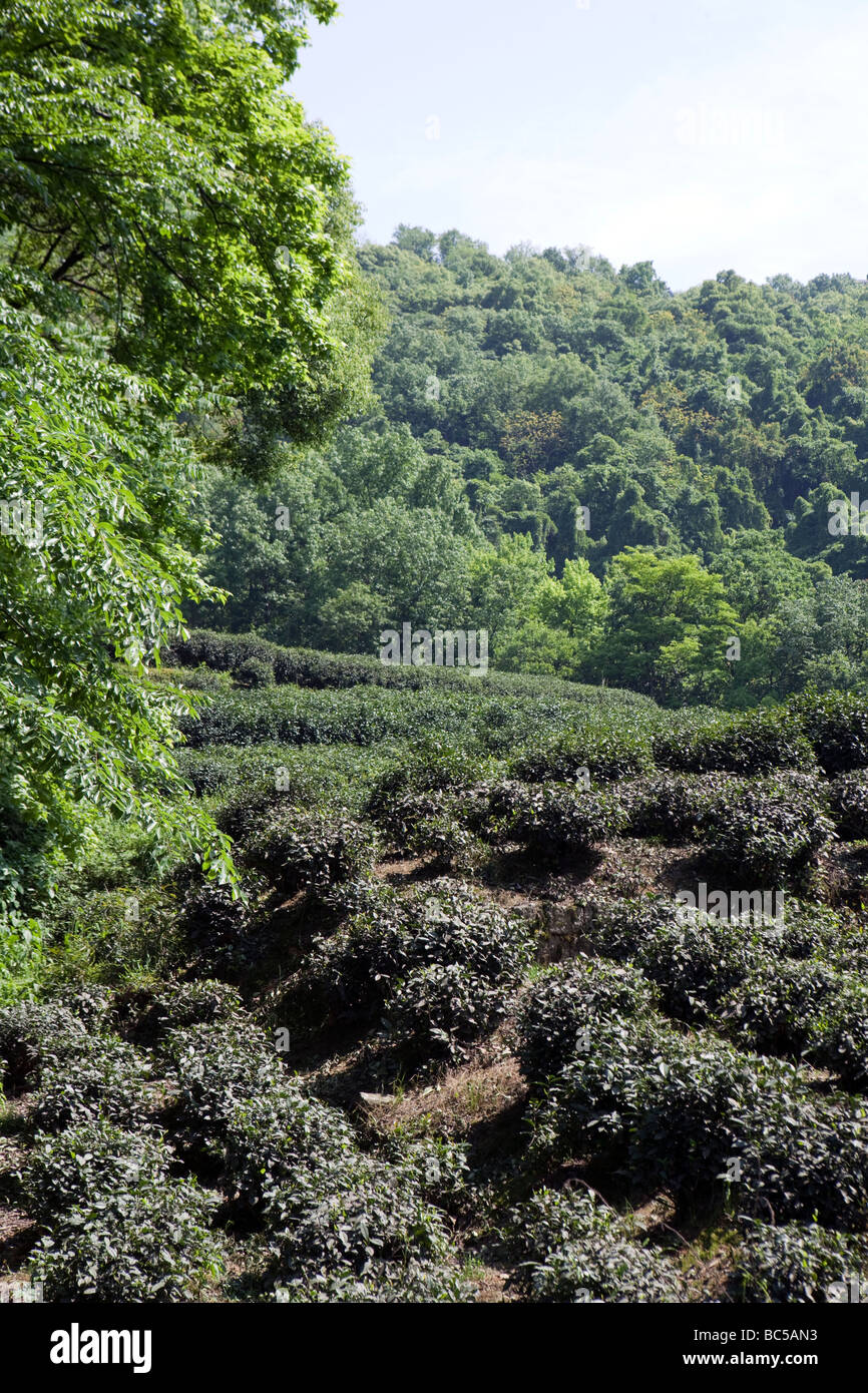 Tea fields are seen in Hangzhou, China Stock Photo - Alamy