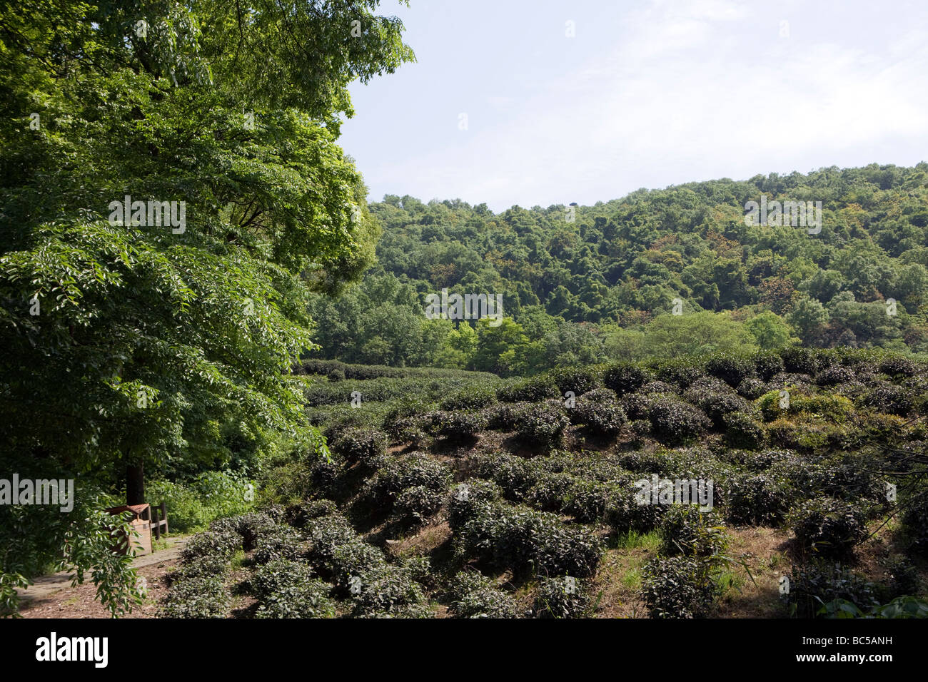 Hangzhou tea plantation hi-res stock photography and images - Alamy