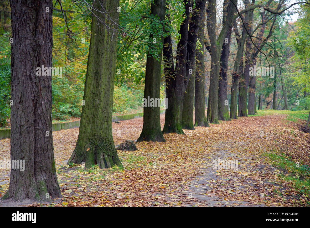 Dry tree foliage and pedestrian path in autumn city park Stock Photo ...