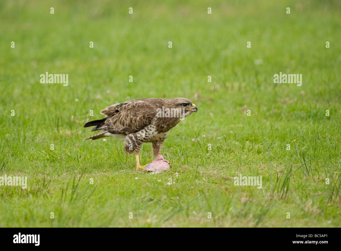 Common buzzard hunting hi-res stock photography and images - Alamy