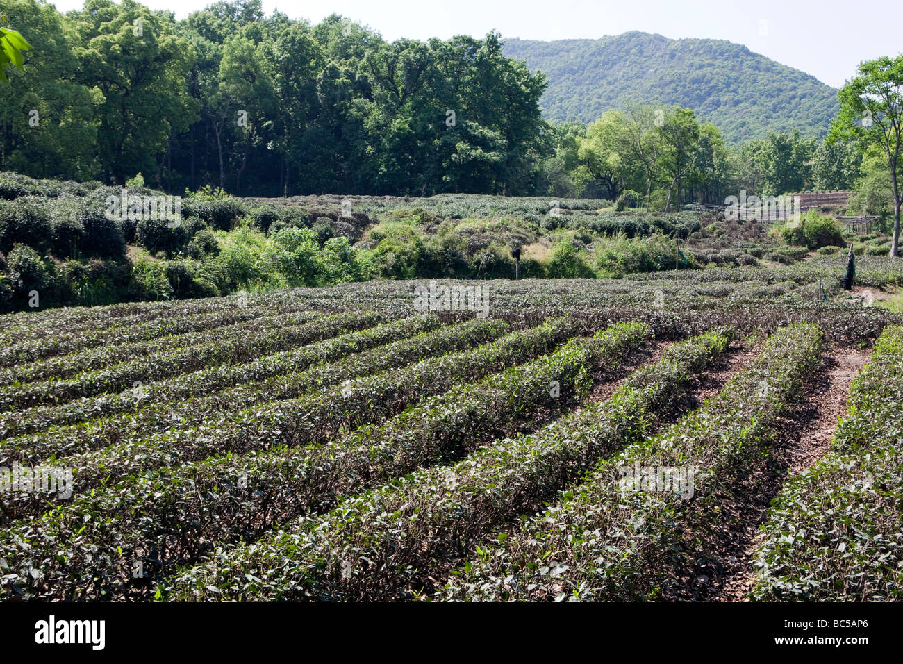 Tea fields are seen in Hangzhou, China Stock Photo - Alamy