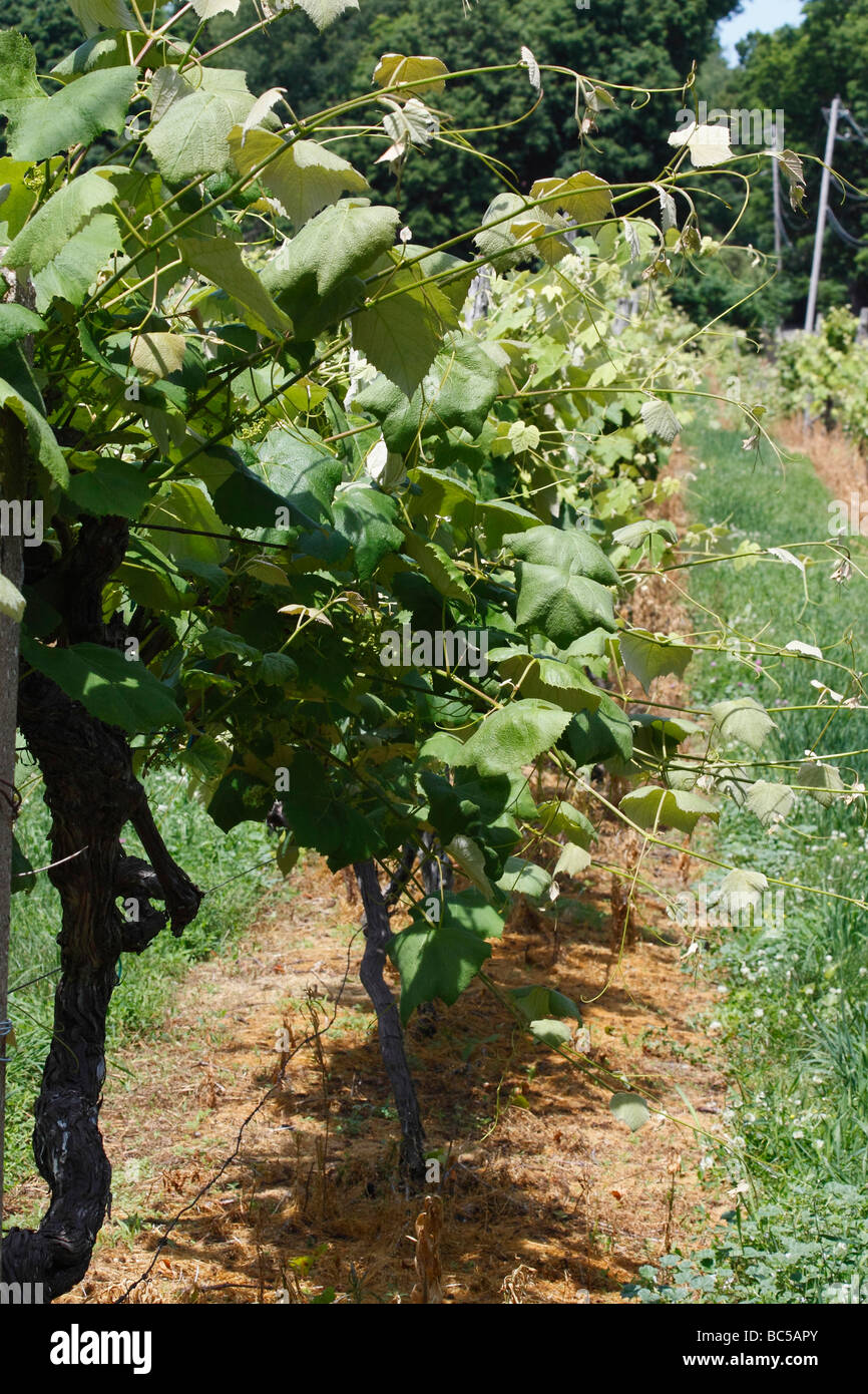 Vine hi res hi-res stock photography and images - Alamy