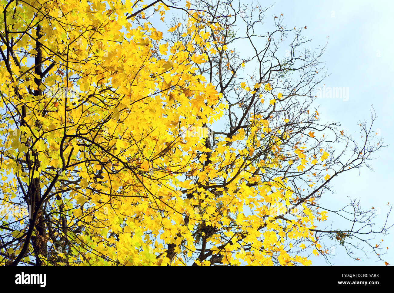 yellow autumn tree twig on sky background Stock Photo - Alamy