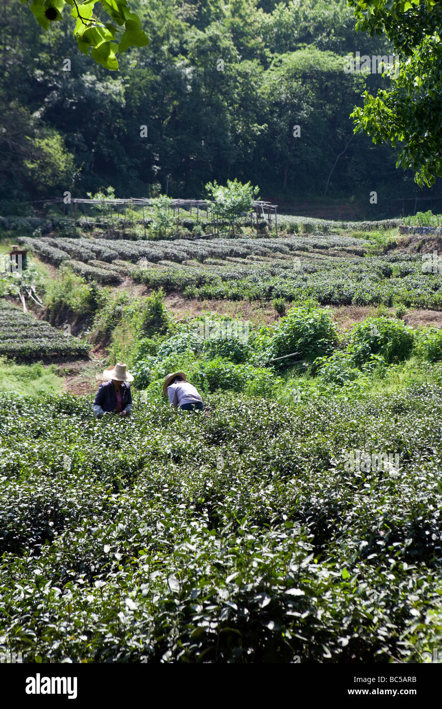 Tea fields are seen in Hangzhou, China Stock Photo - Alamy