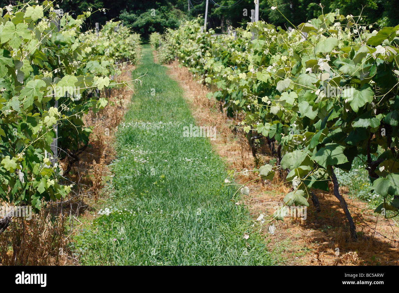 American viticultural area with grapevines grape fields Viniculture ...