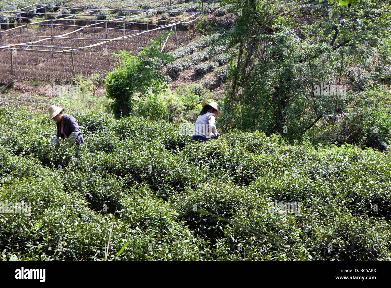 Longjing tea fields hangzhou hi-res stock photography and images - Alamy