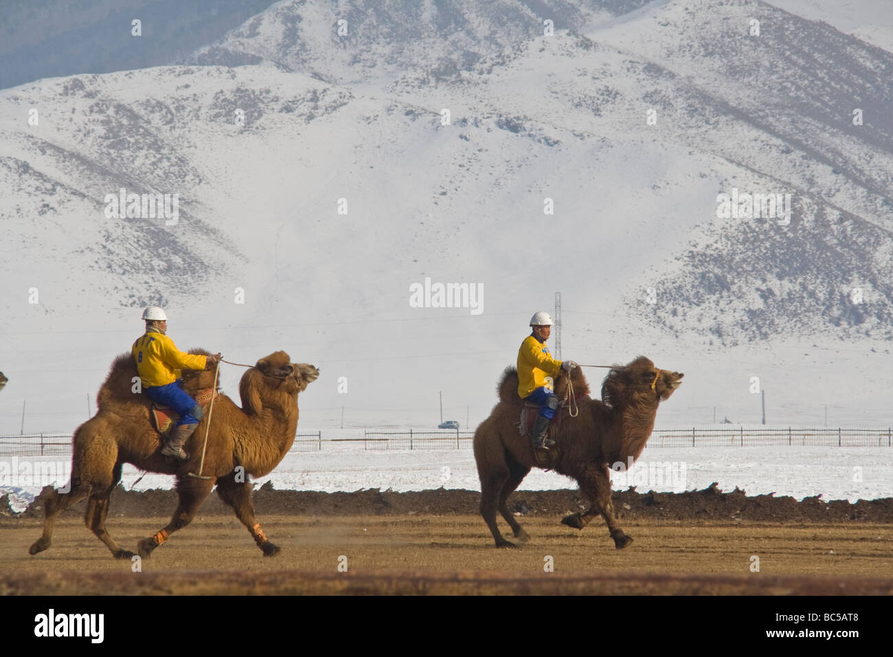 Mongolian camel polo players Stock Photo - Alamy