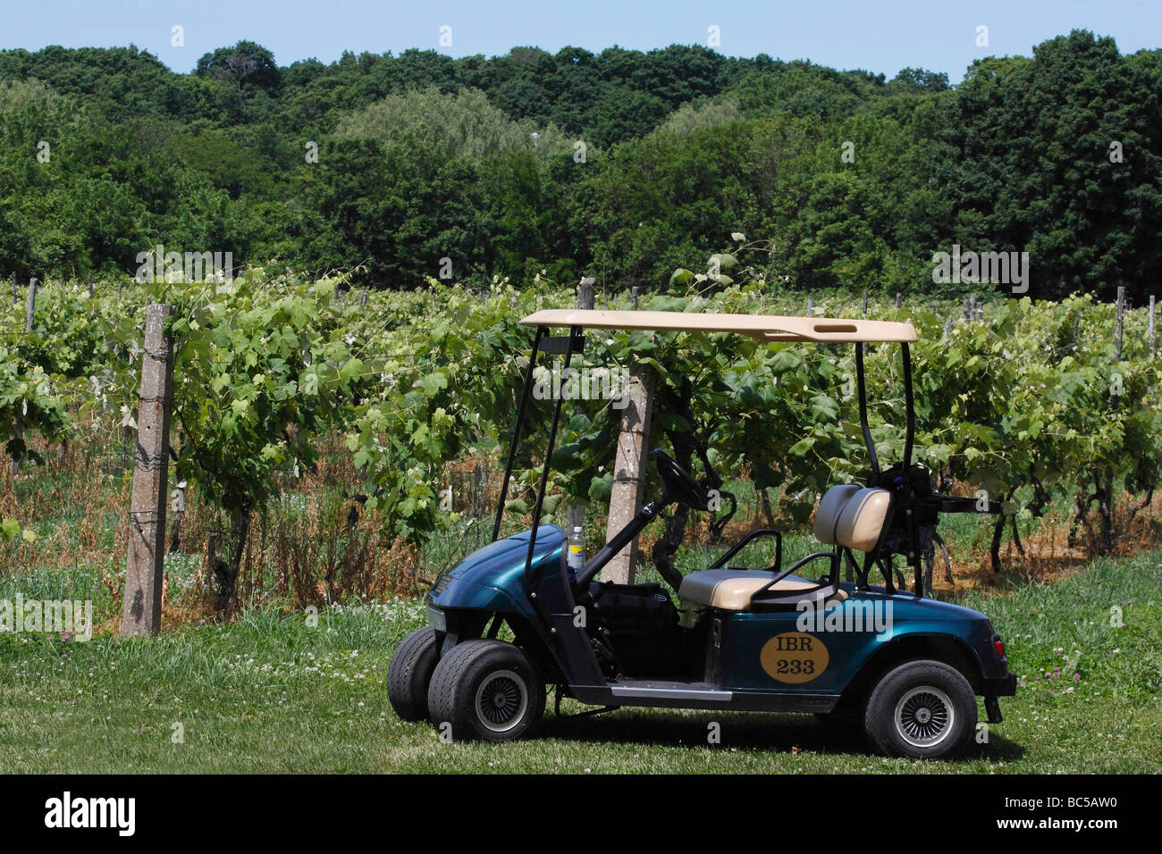 American viticultural area with grapevines trees and grape fields ...