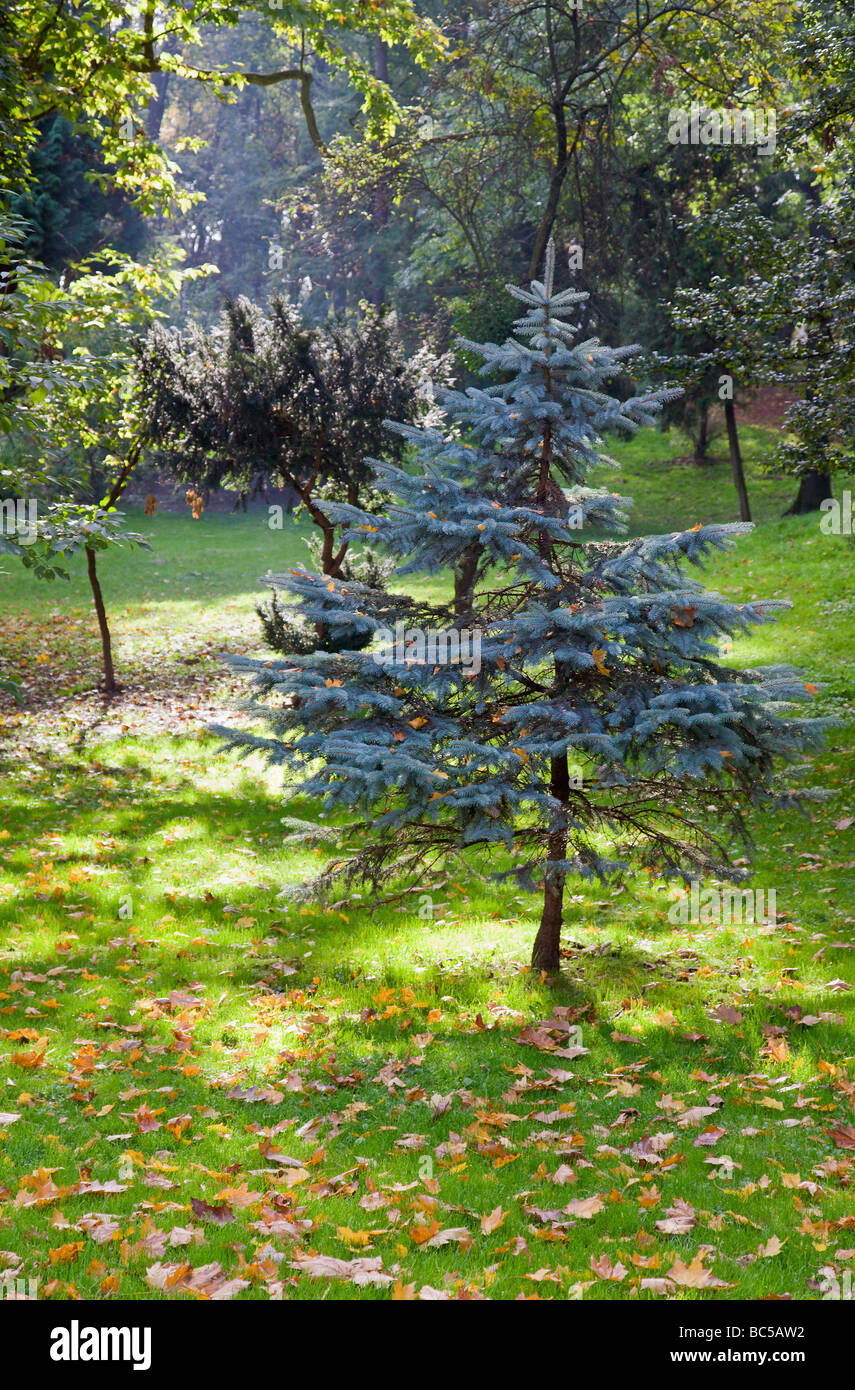 Small fir and golden tree foliage in green autumn park Stock Photo - Alamy