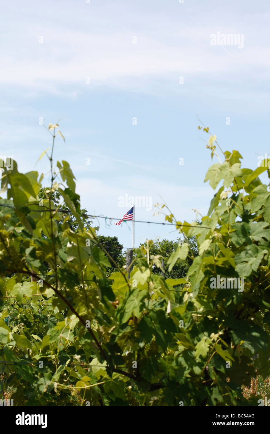 Grapevines Put in Bay Ohio USA US Summer season vines hi-res Stock ...