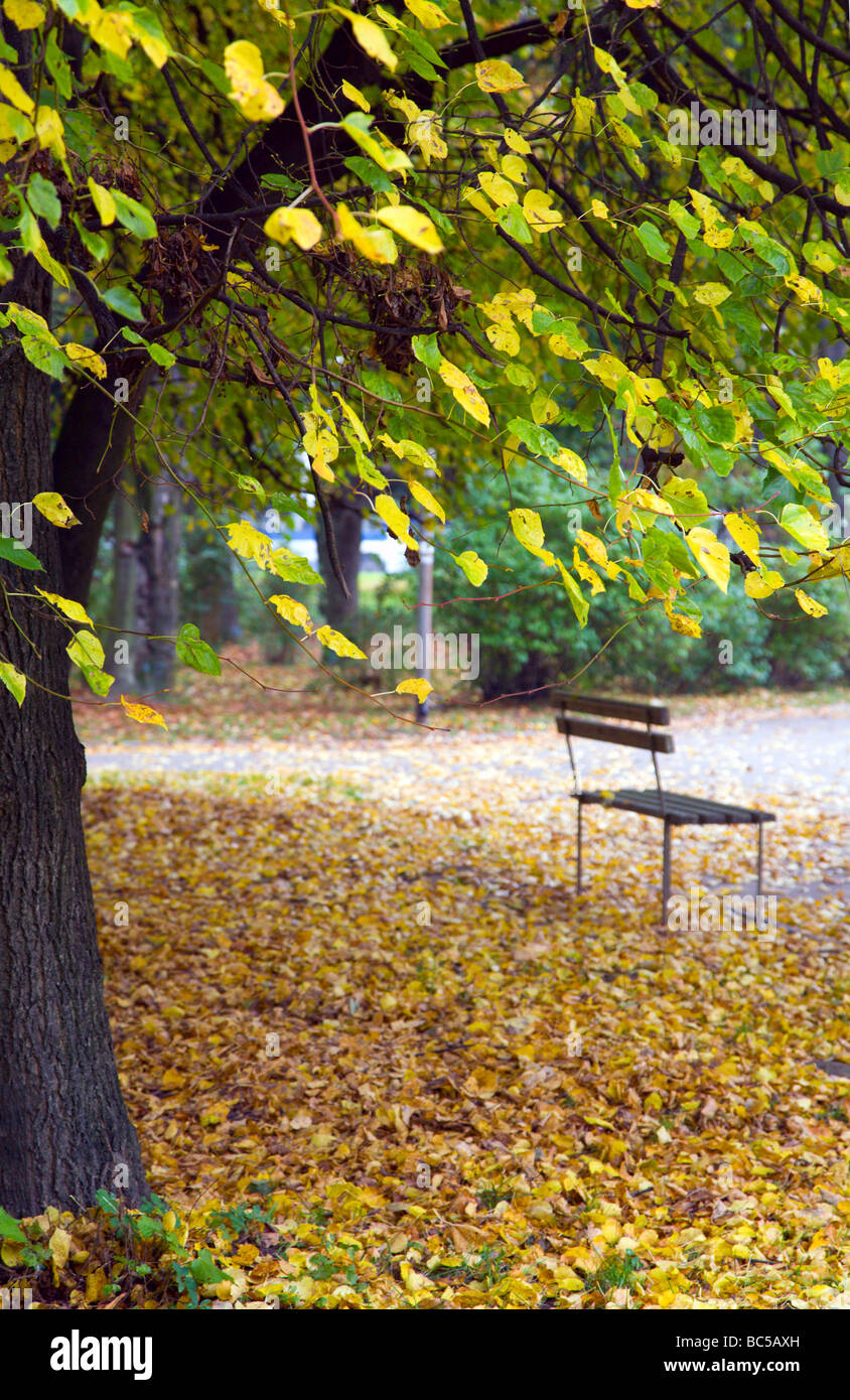 bench and pedestrian path in autumn city park Stock Photo - Alamy