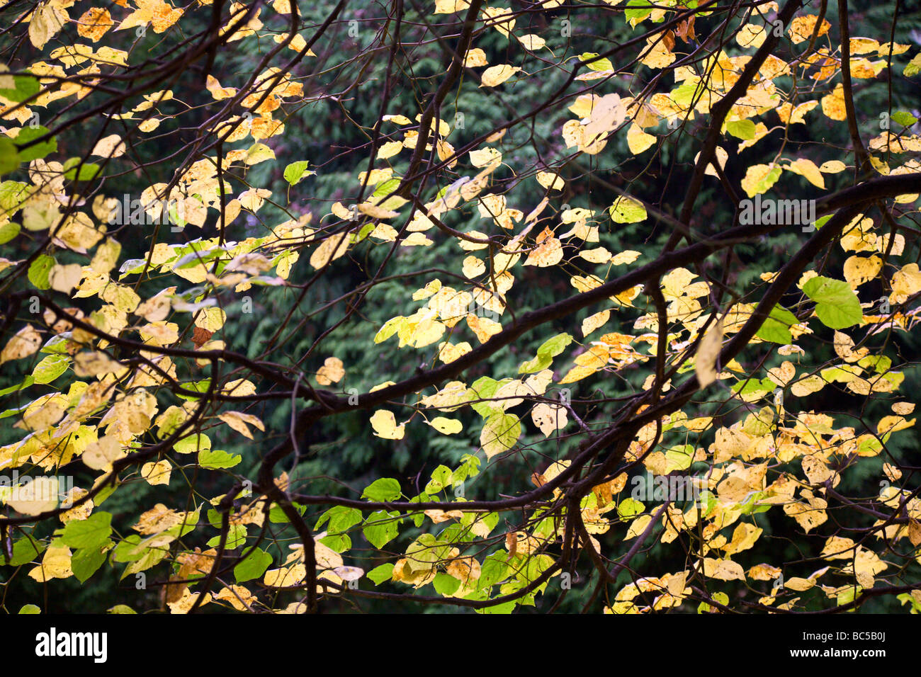 yellow autumn tree twig on trees background Stock Photo - Alamy