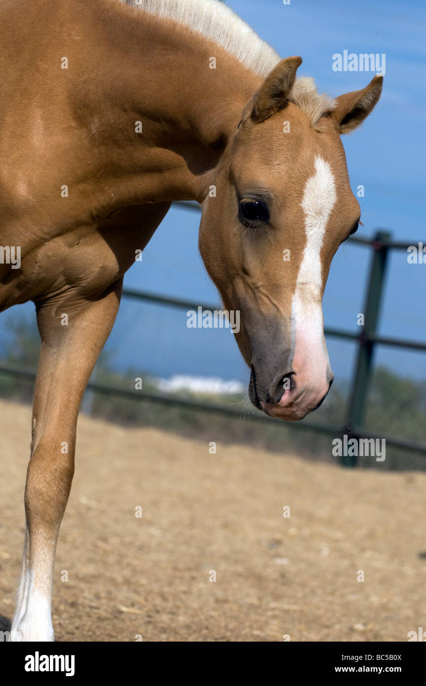 Pretty young Welsh pony arches her neck toward the camera Stock Photo ...
