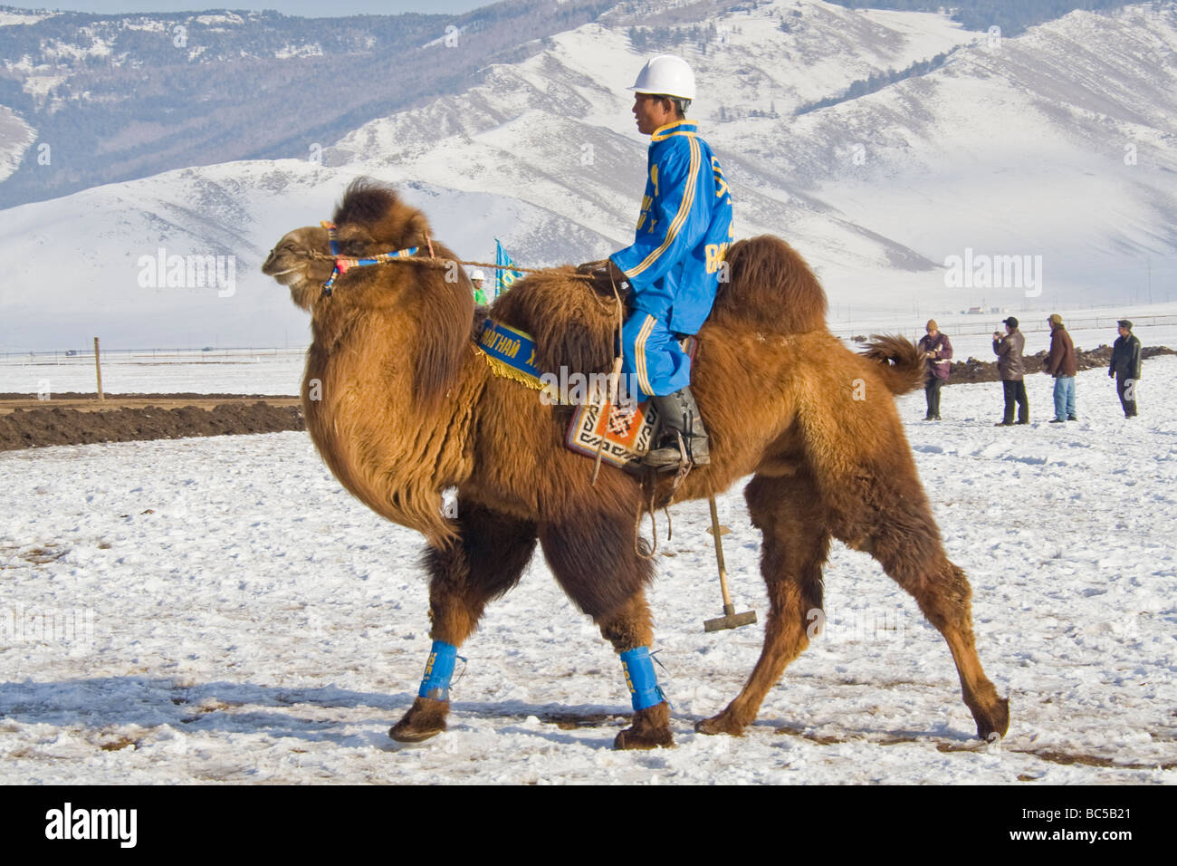 Mongolian camel polo player Stock Photo - Alamy