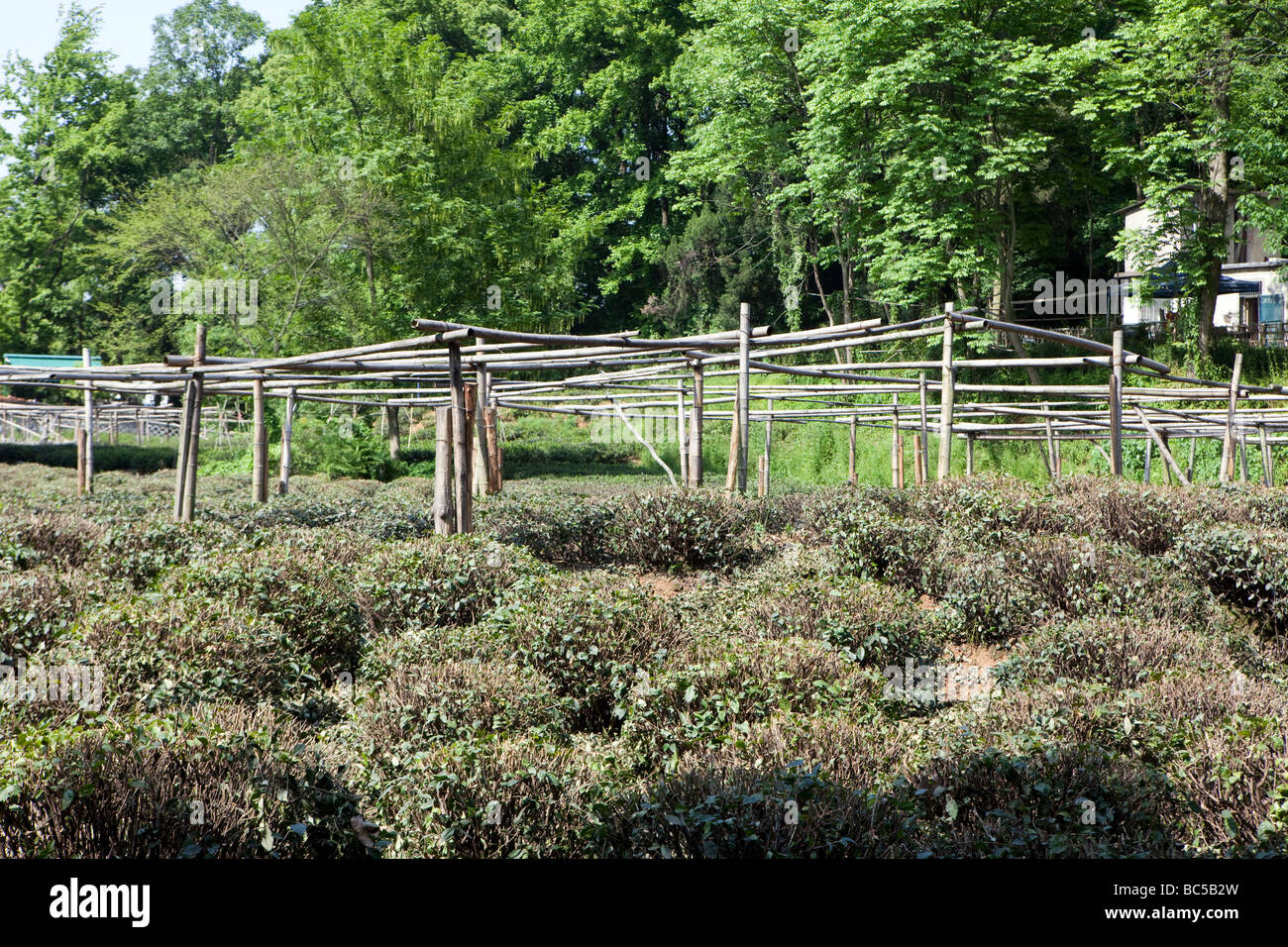 Longjing tea fields hangzhou hi-res stock photography and images - Alamy