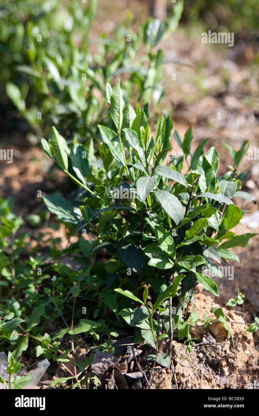 Longjing tea fields hangzhou hi-res stock photography and images - Alamy