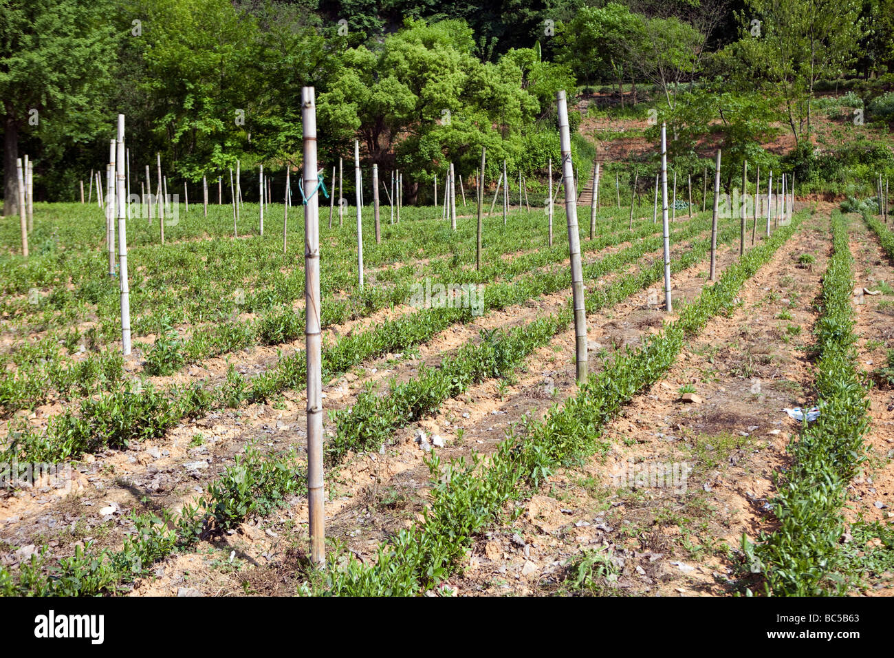 Longjing tea fields hangzhou hi-res stock photography and images - Alamy