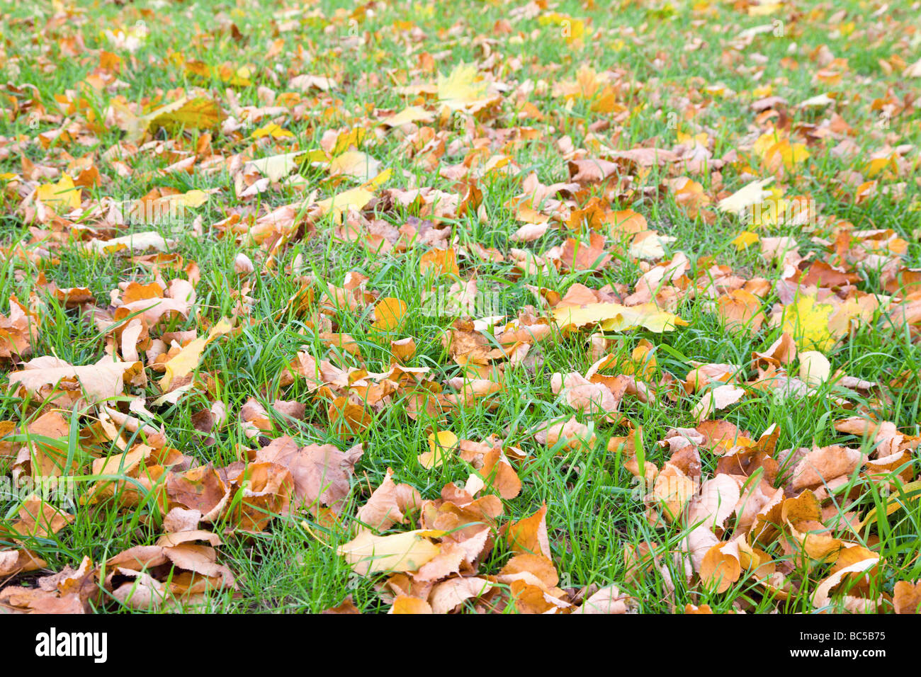 Green grass autumn background with abscised leafs Stock Photo - Alamy
