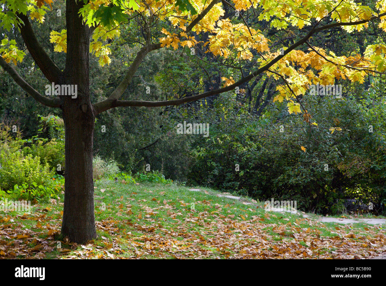 Golden tree foliage and pedestrian path in autumn city park Stock Photo ...