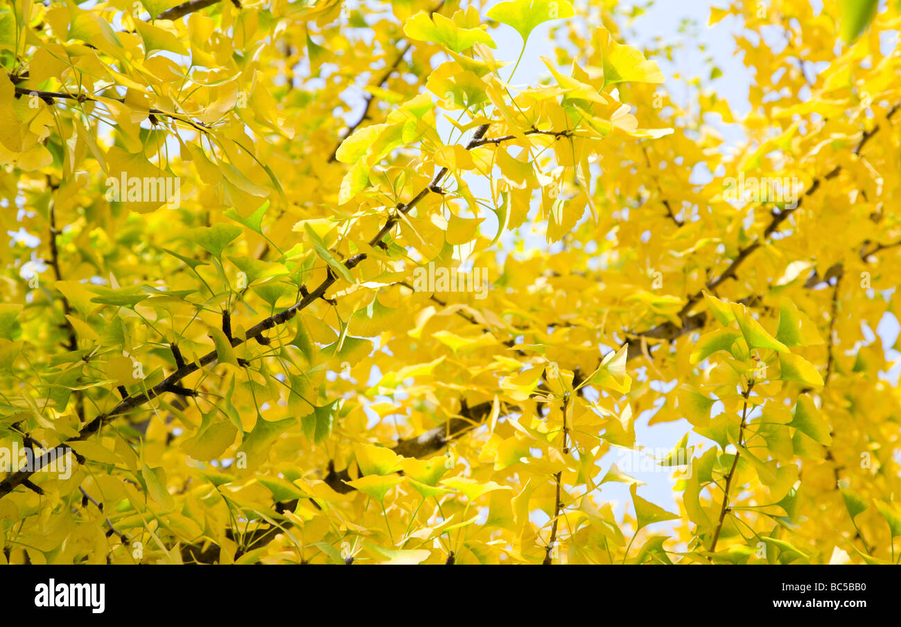 Yellow dingo tree foliage natural autumn background Stock Photo - Alamy