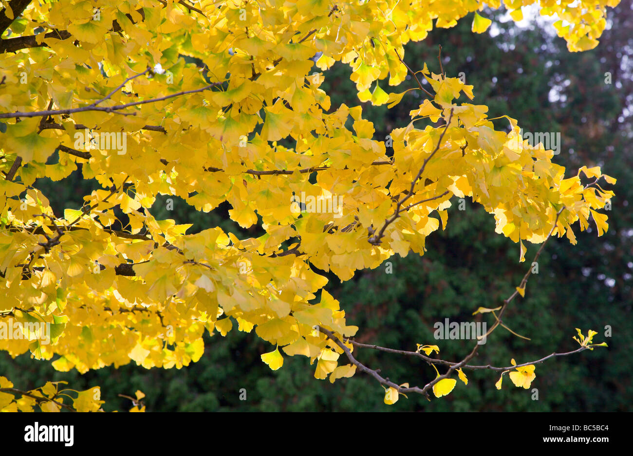 Yellow dingo tree twig (natural autumn background Stock Photo - Alamy