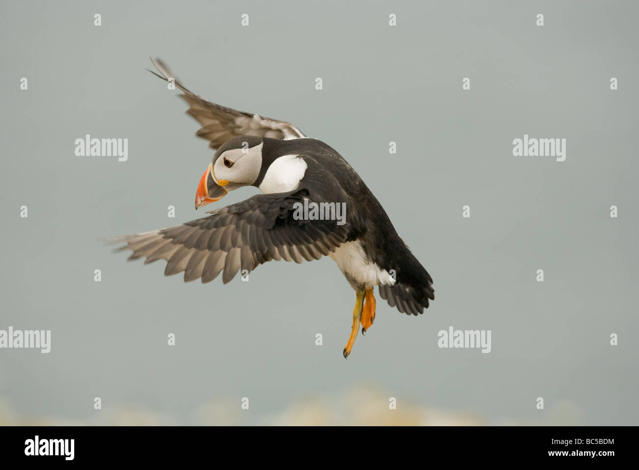 Puffin in Flight Stock Photo - Alamy