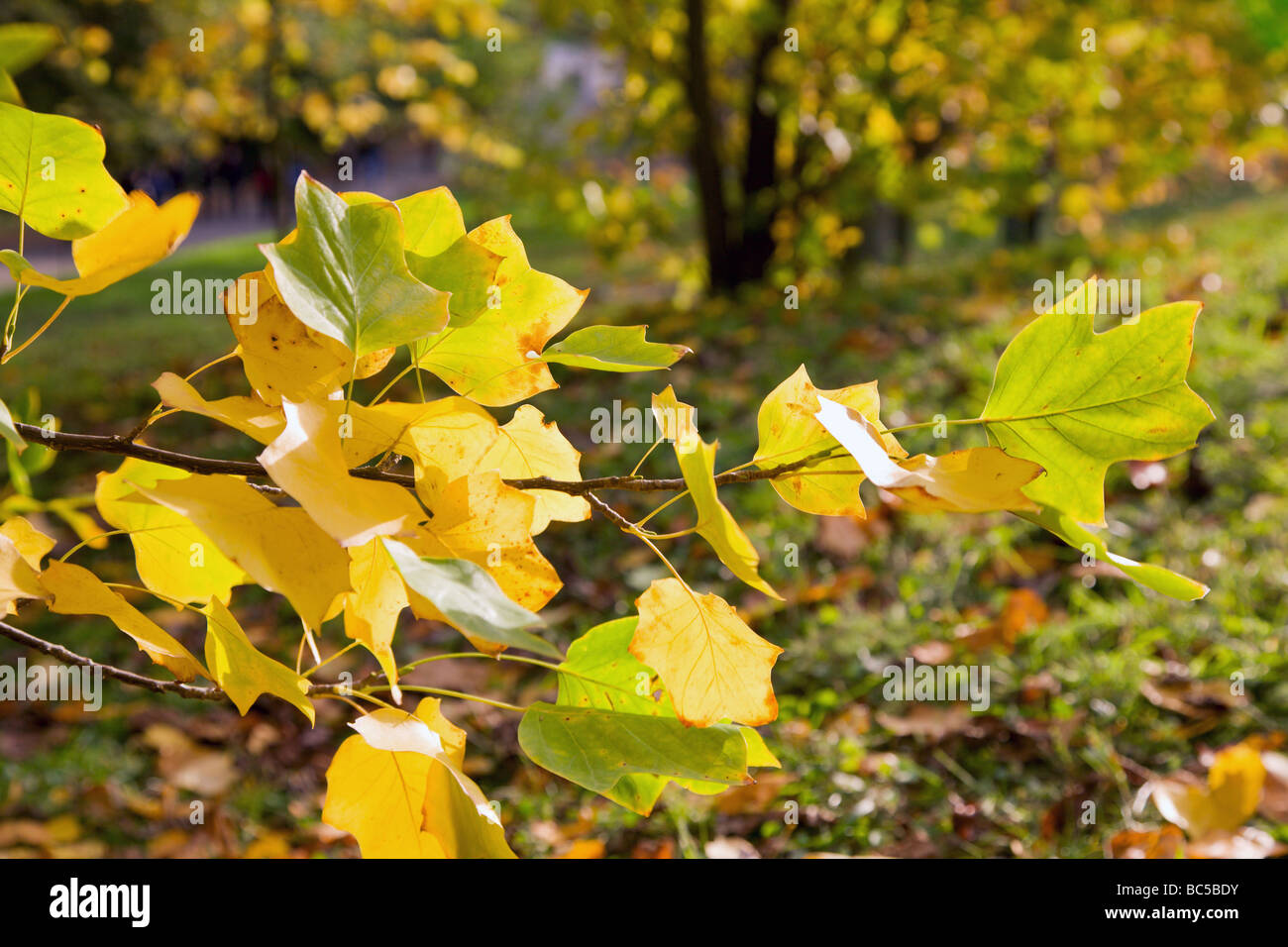 Yellow autumn tree twig (natural background Stock Photo - Alamy