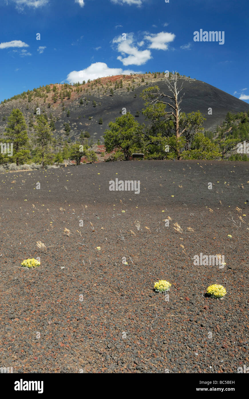 Sunset Crater Volcano Arizona High Resolution Stock Photography and ...