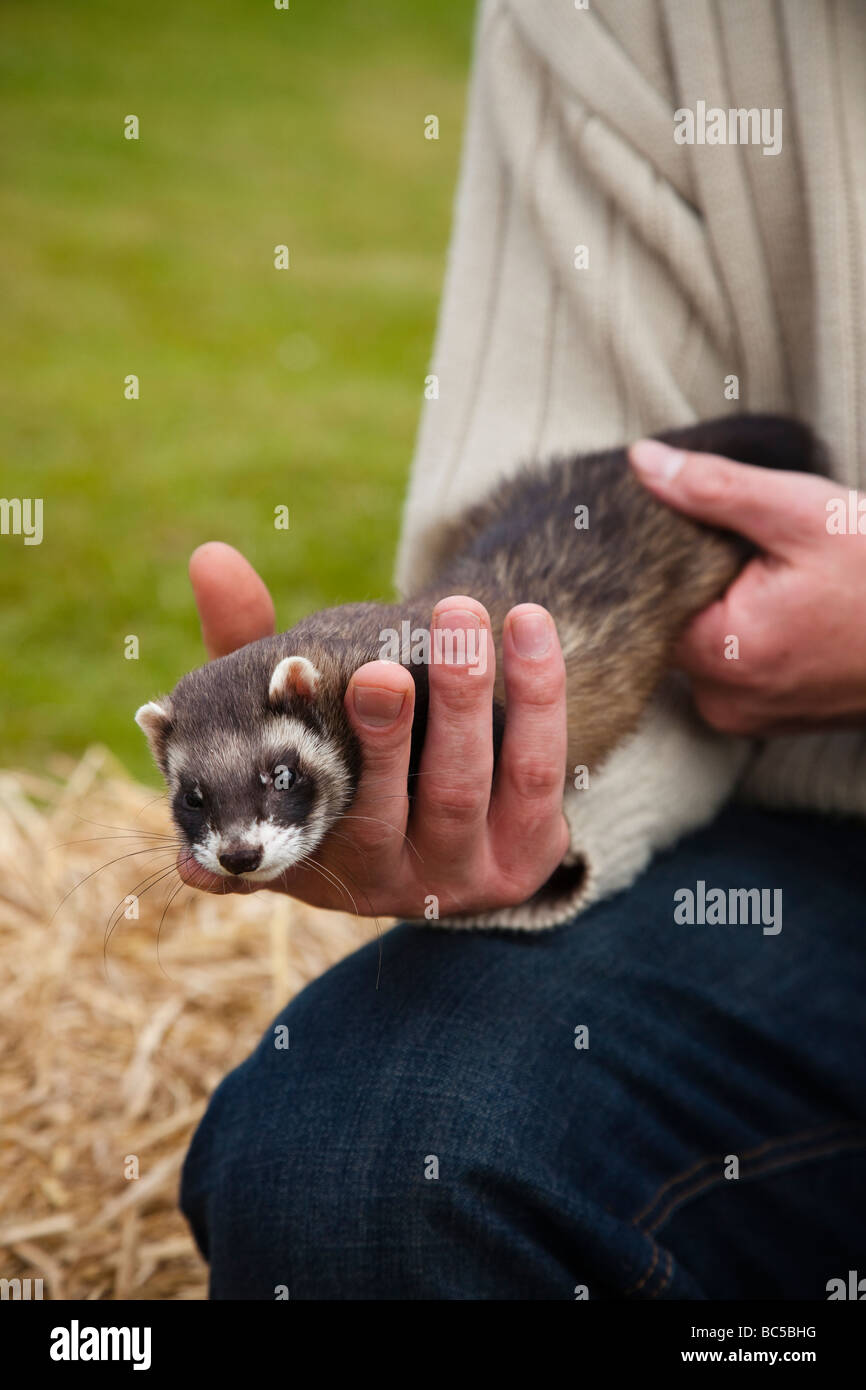 Holding pet ferret hi-res stock photography and images - Alamy