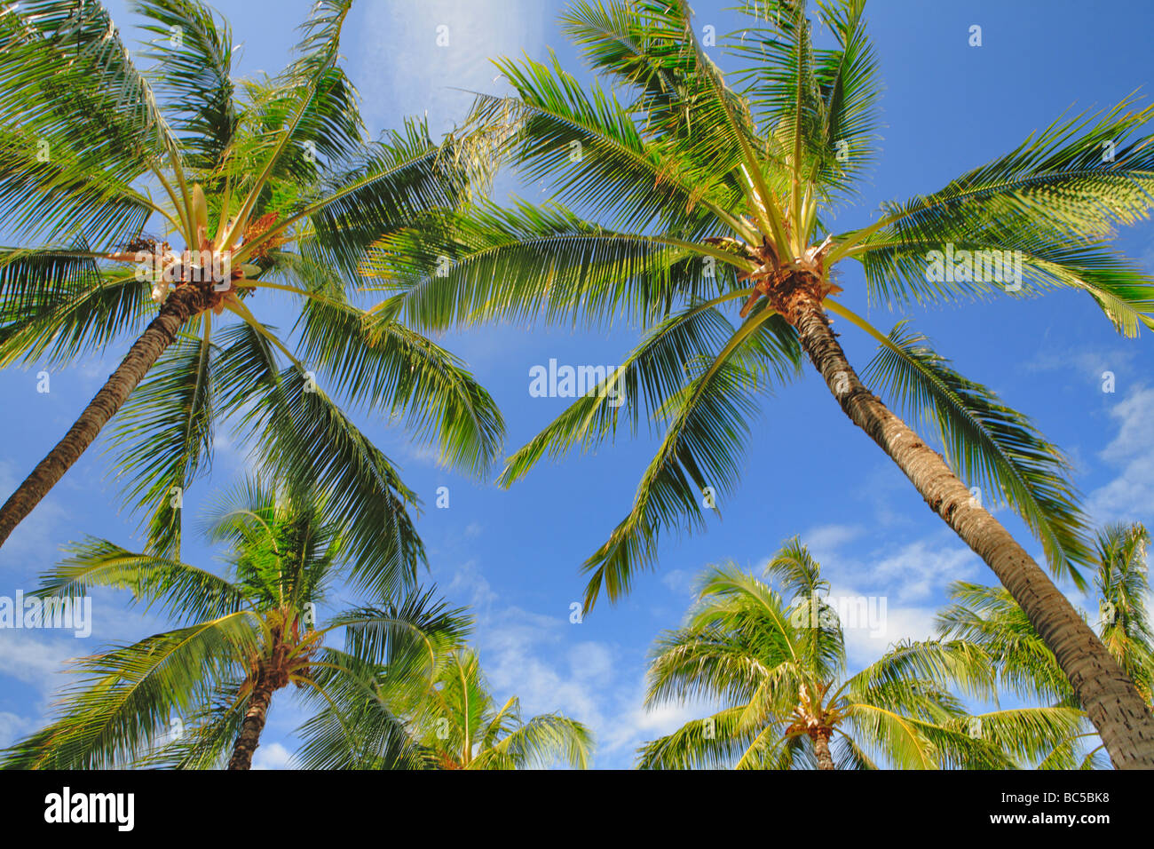 Palm trees along the Waikiki beach waterfront Waikiki Oahu Hawai USA ...