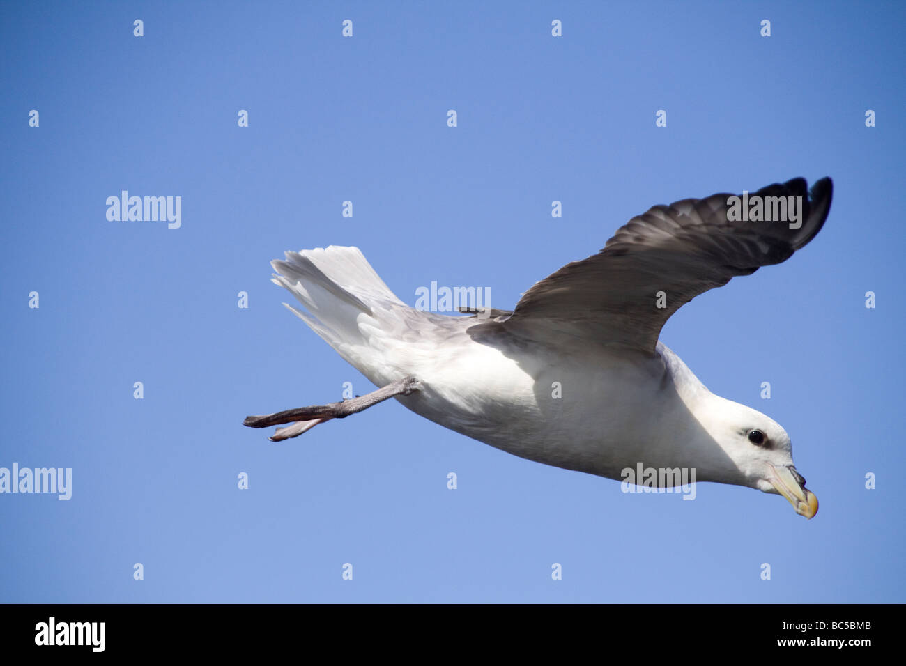 Segull In Flight Stock Photo - Alamy