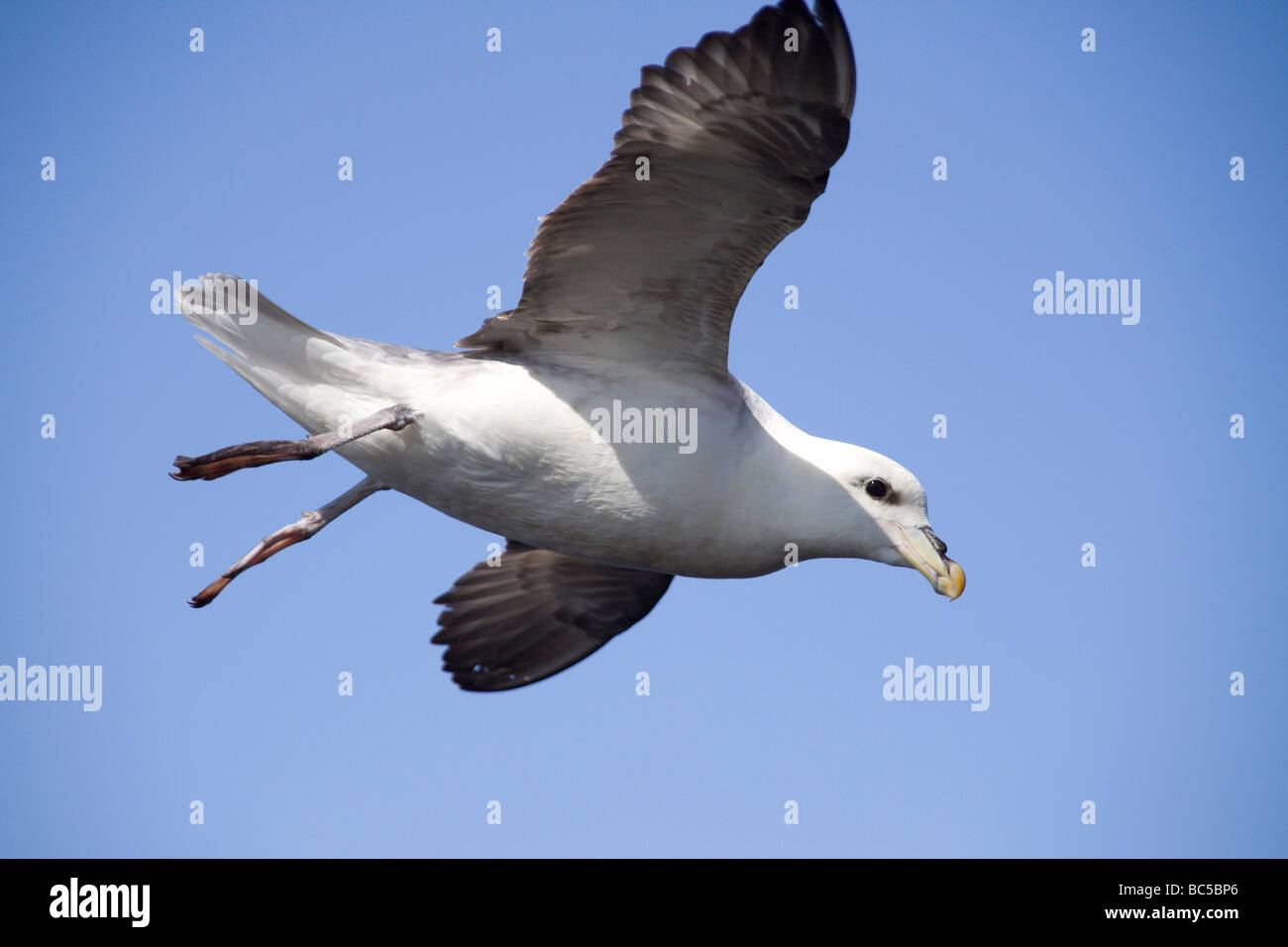 Segull In Flight Stock Photo - Alamy