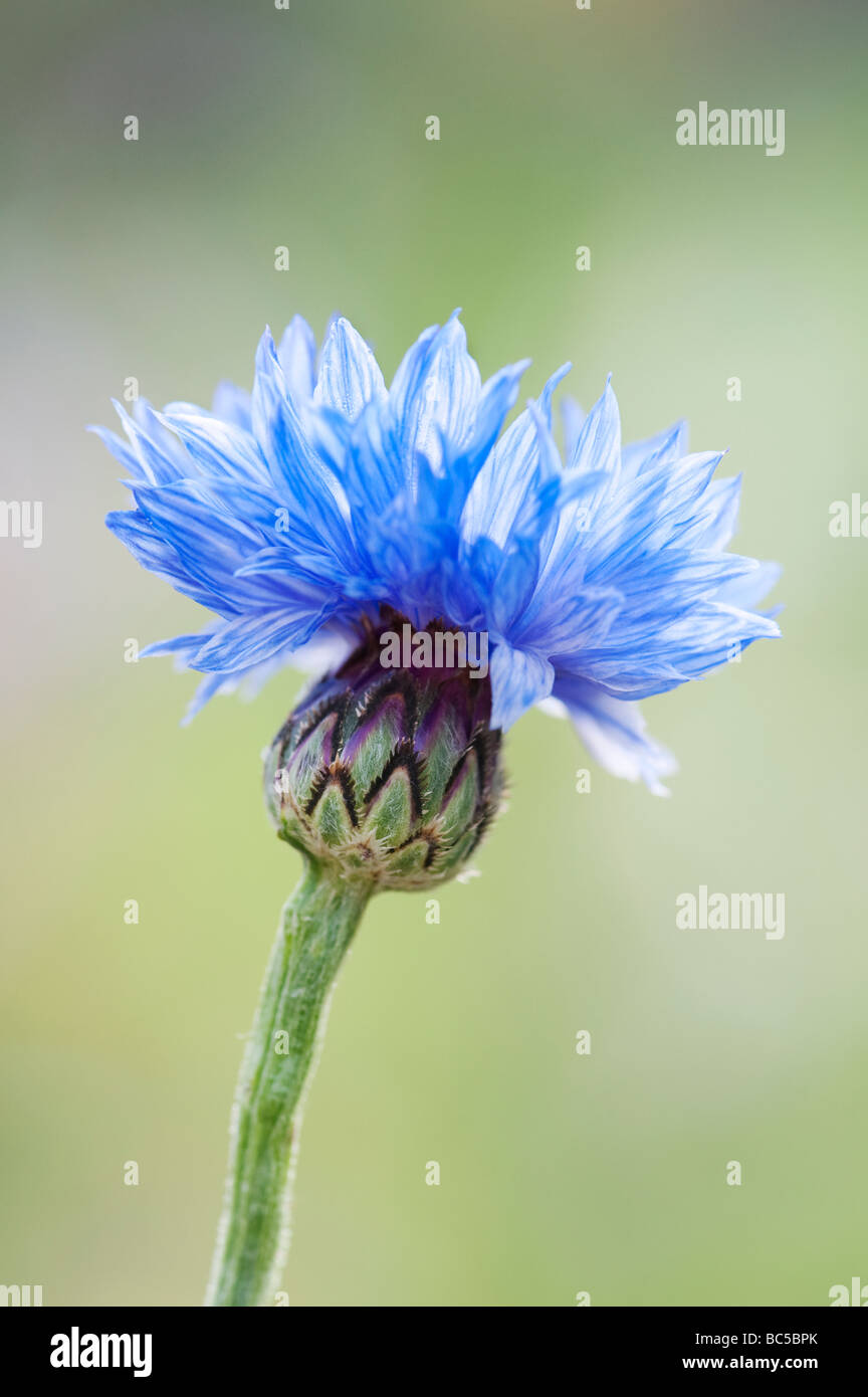 Centaurea cyanus. Cornflower Stock Photo - Alamy