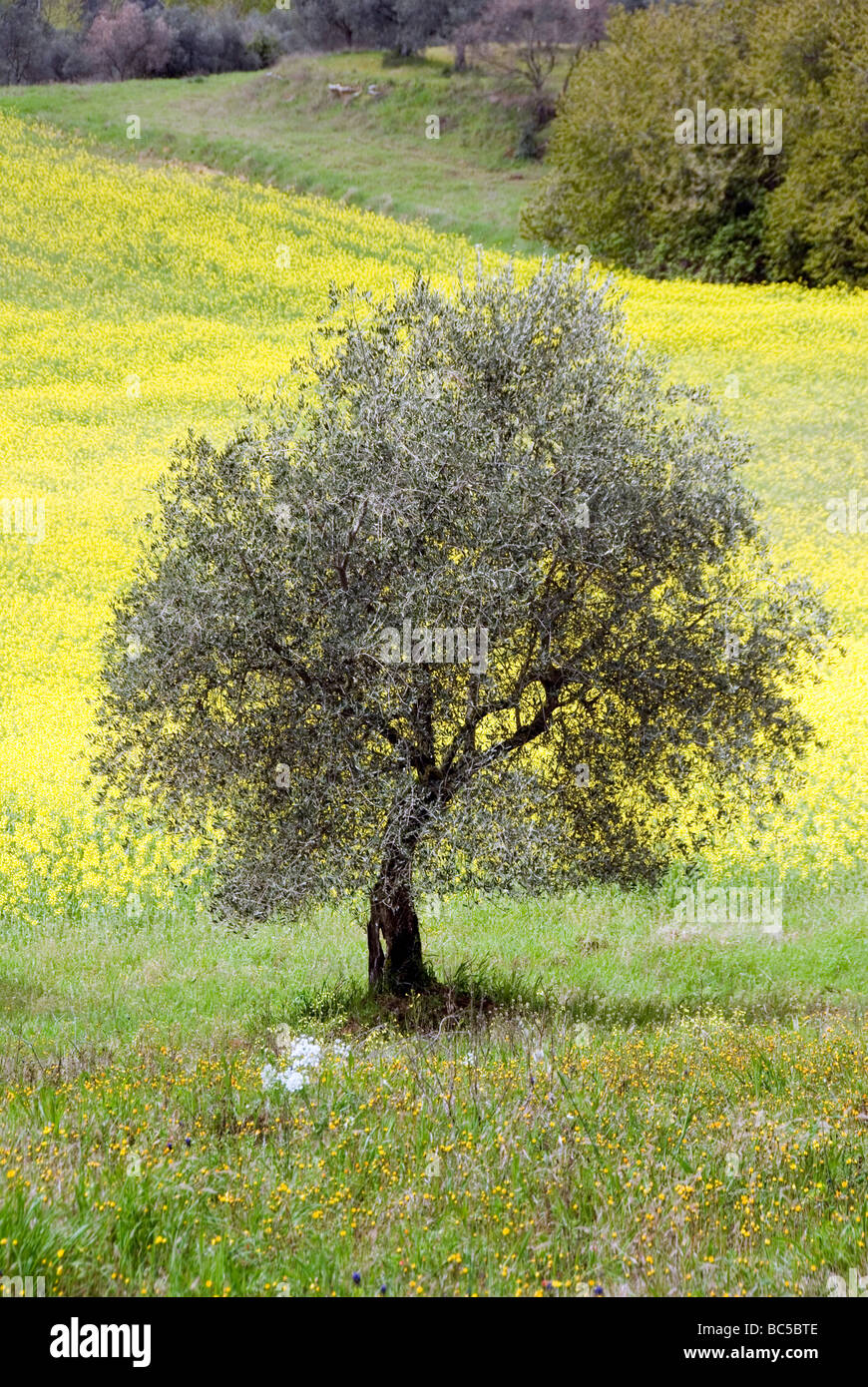 Single olive tree against a background of yellow rape seed Stock Photo ...