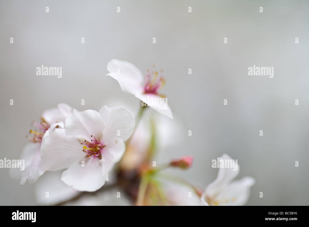 Tennessee state tree hi-res stock photography and images - Alamy