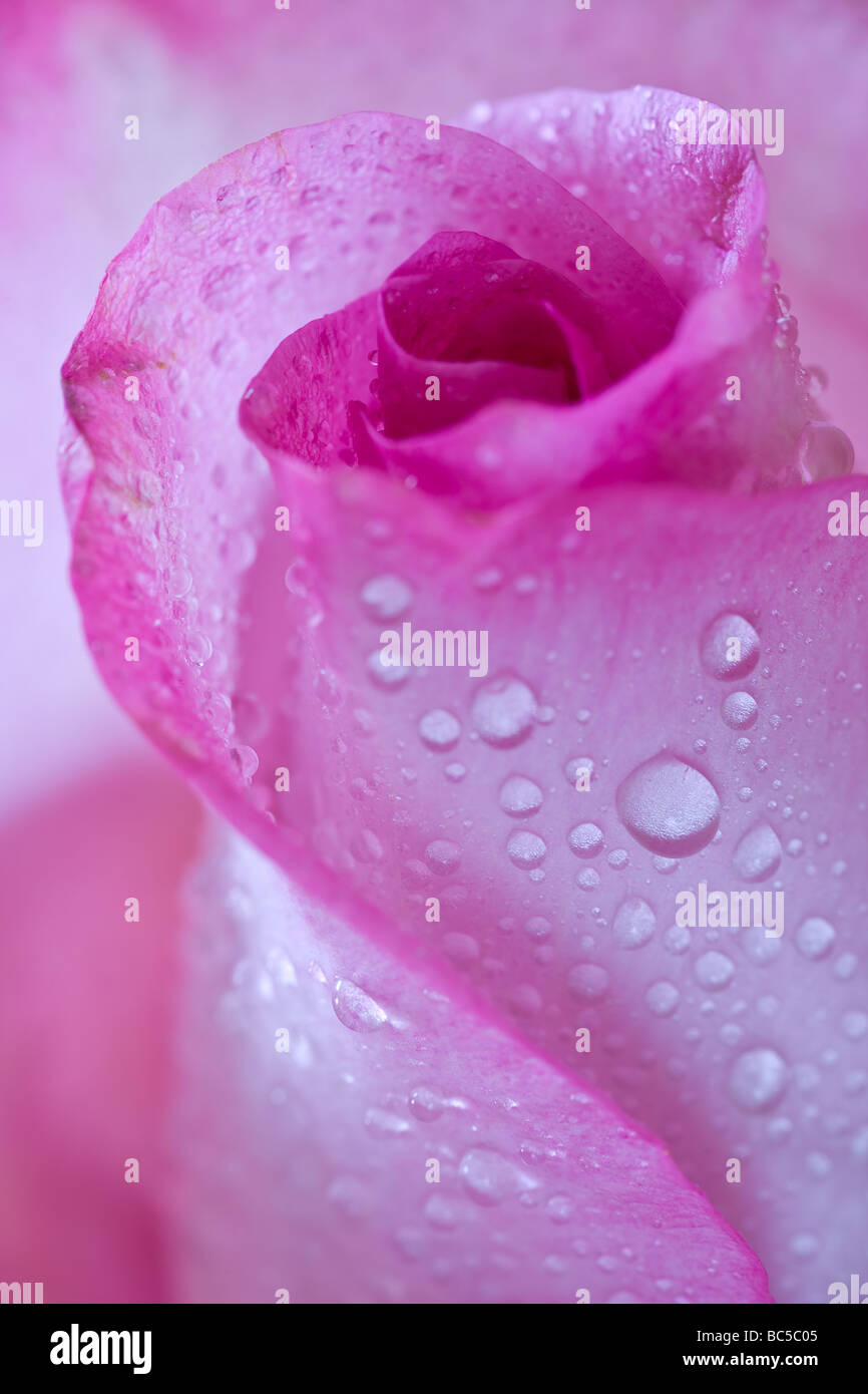 Dixie roses hi-res stock photography and images - Alamy