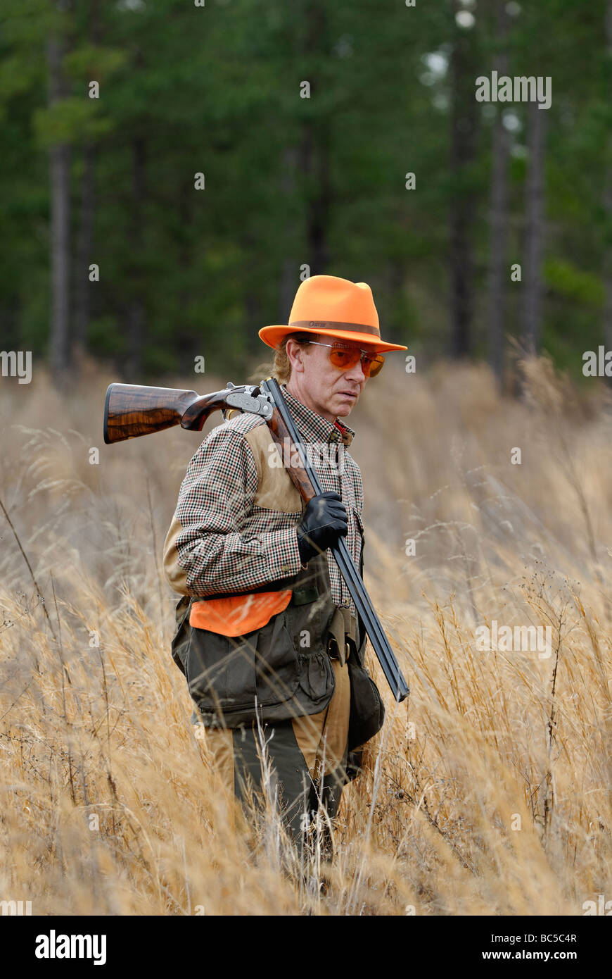 Upland Bird Hunter in the Piney Woods of Georgia Stock Photo - Alamy