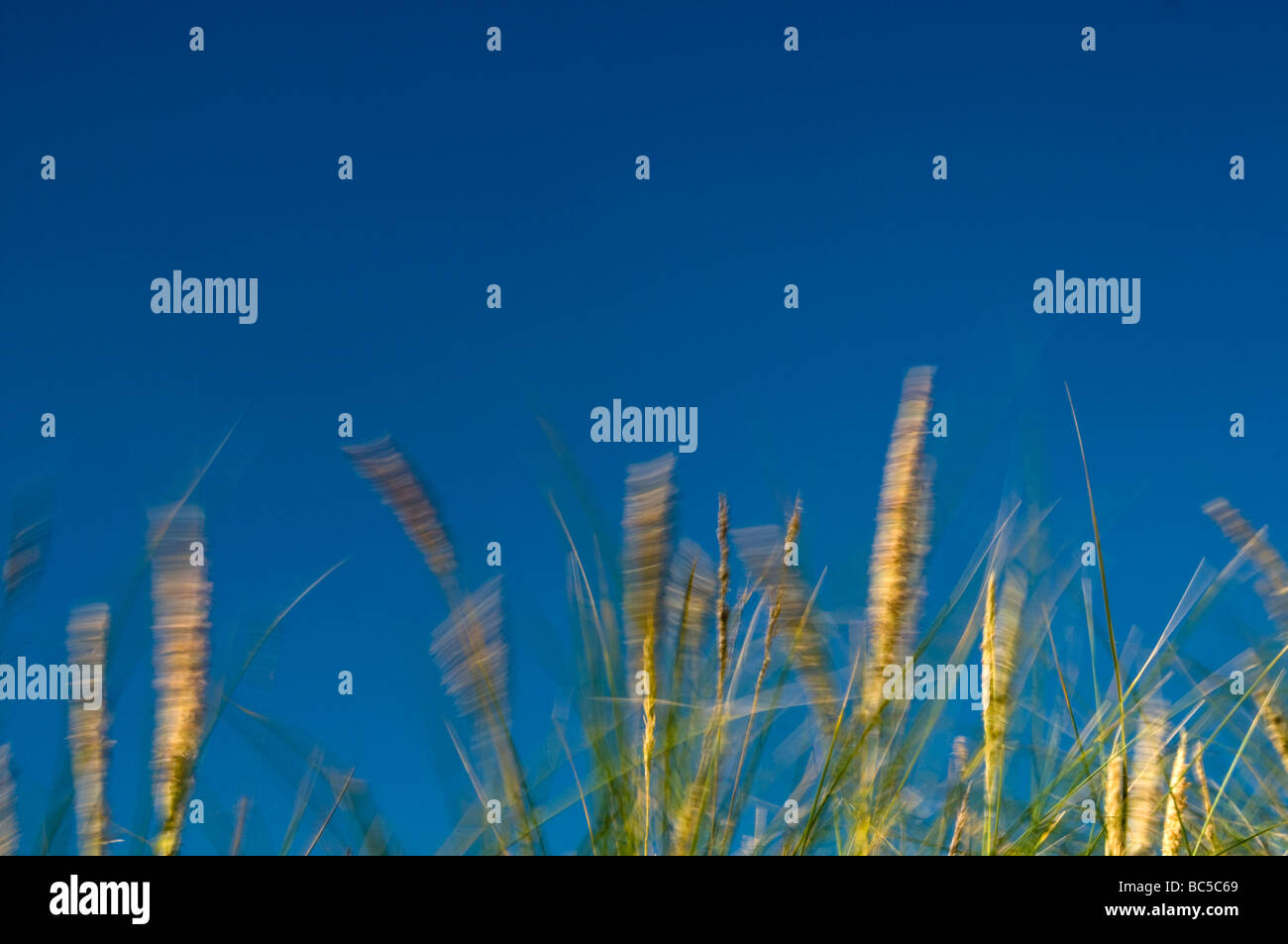 Long grass being gently blown by the wind on a summer's day Stock Photo ...