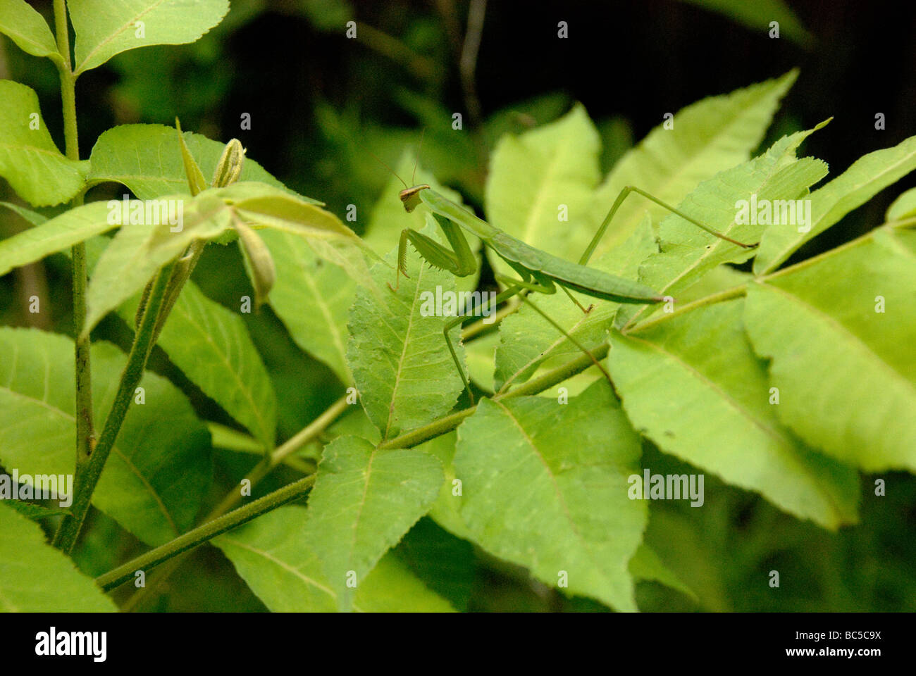 Praying mantis blending well with its surroundings Stock Photo - Alamy