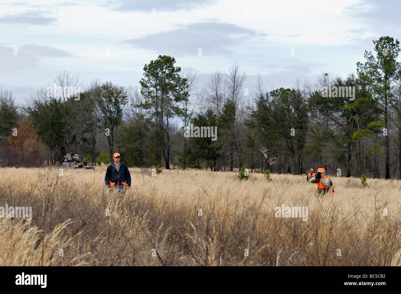 Upland Bird Hunter Guide and Flushing Quail during Bobwhite Quail Hunt ...