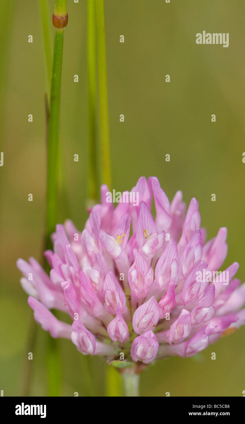 Pink clover flower hi-res stock photography and images - Alamy