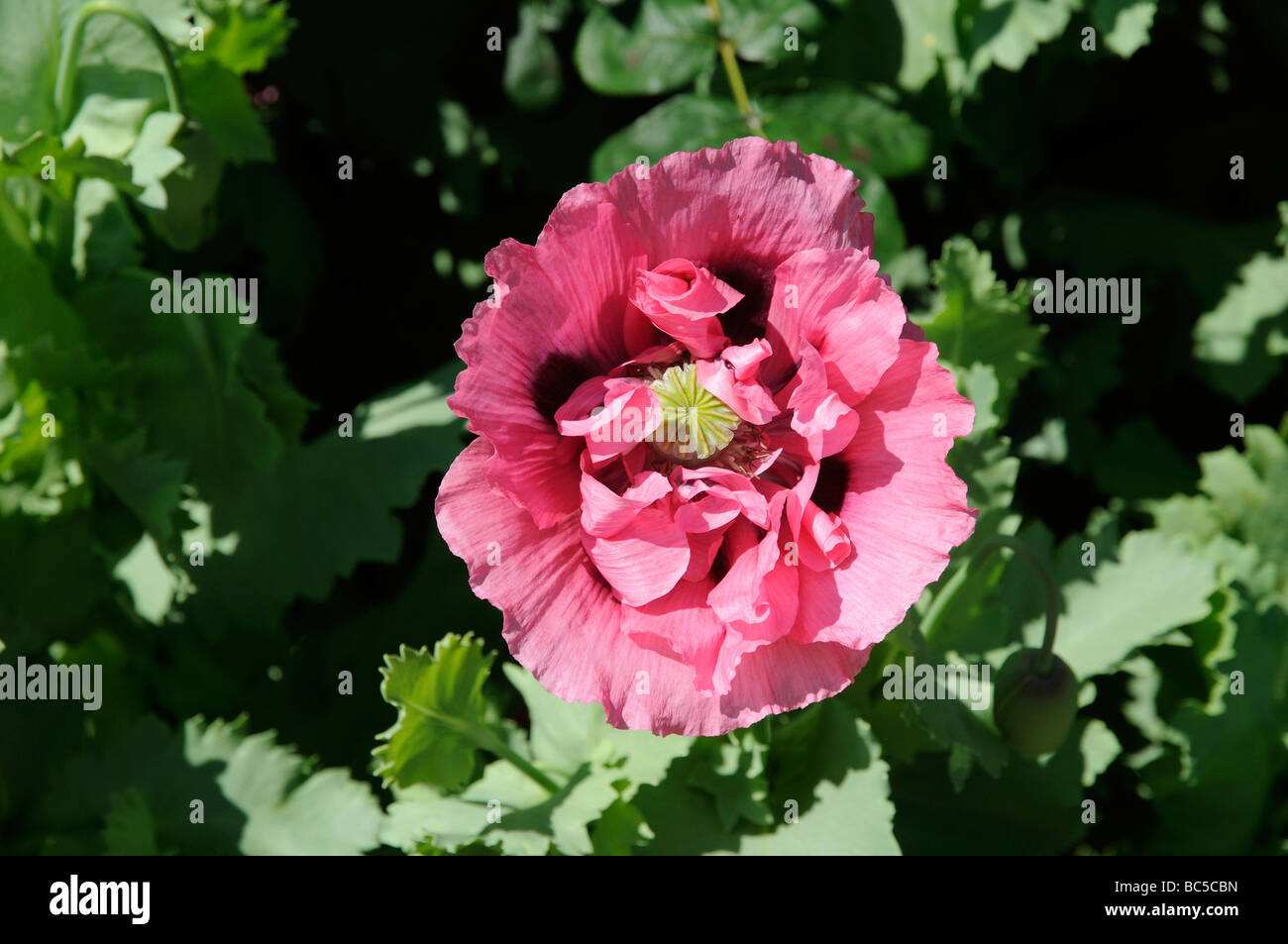 Opium poppy in full bloom Stock Photo - Alamy