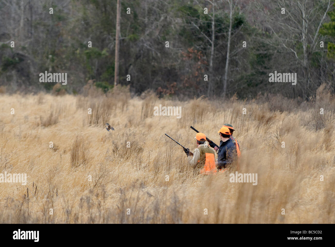 Upland Bird Hunters Guide and Flushing Quail during Bobwhite Quail Hunt ...