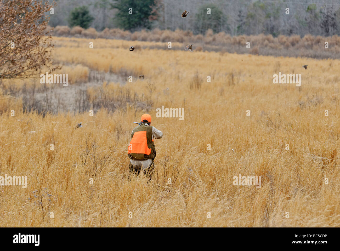 Upland Bird Hunter and Flushing Quail during Bobwhite Quail Hunt in the ...