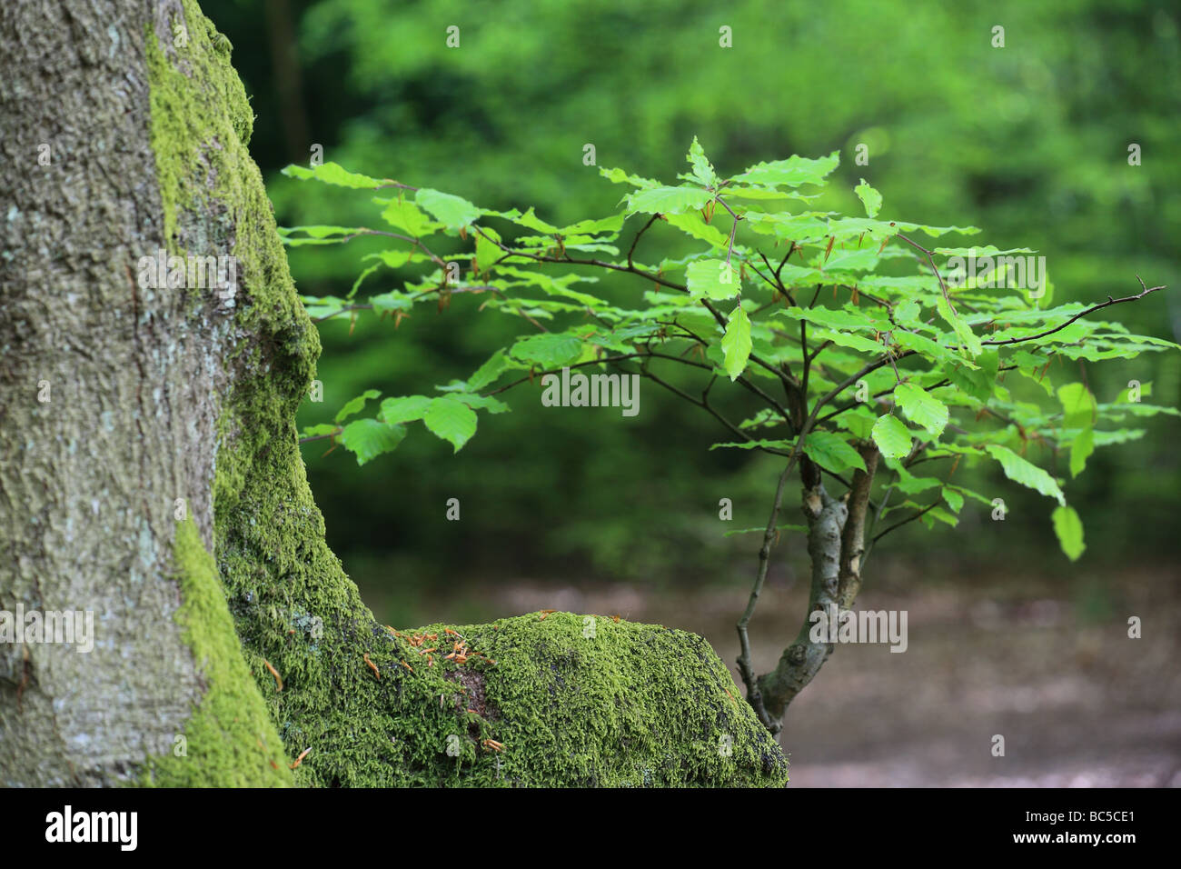 Beech tree in the spring England Stock Photo - Alamy