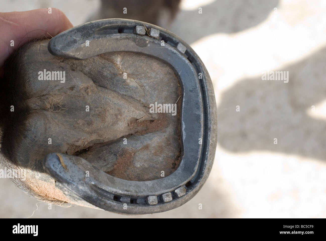 Close up of a horses near side front hoof showing the sole , frog ...