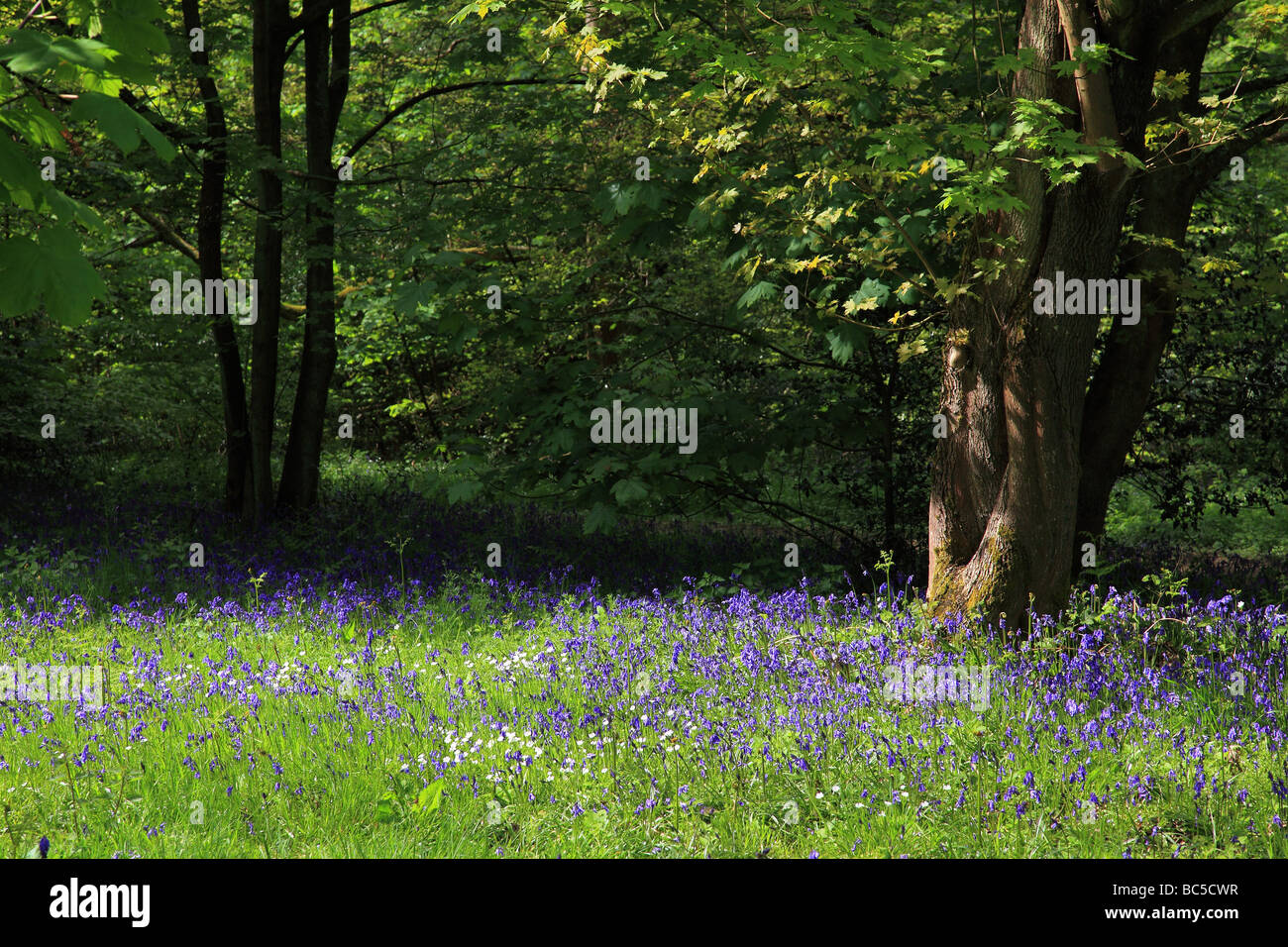 Bluebells meadow in the forest Stock Photo - Alamy