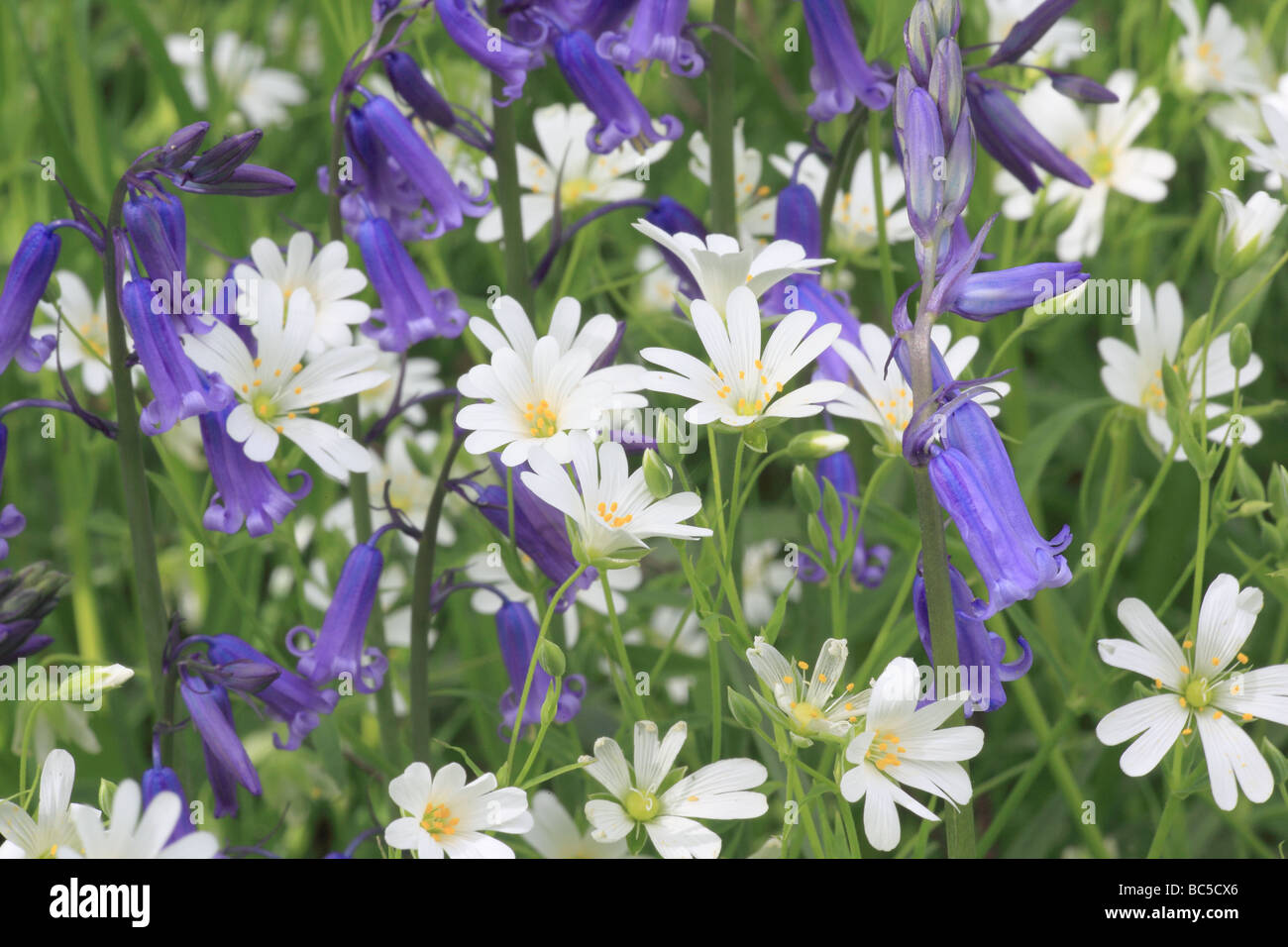 Bluebells meadow in the forest Stock Photo - Alamy
